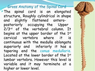 THE gross anatomy of the SPINAL CORD 2024.ppt