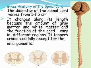 THE gross anatomy of the SPINAL CORD 2024.ppt
