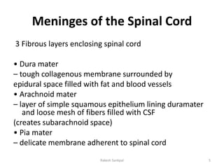 The spinal cord anatomy | PPTX