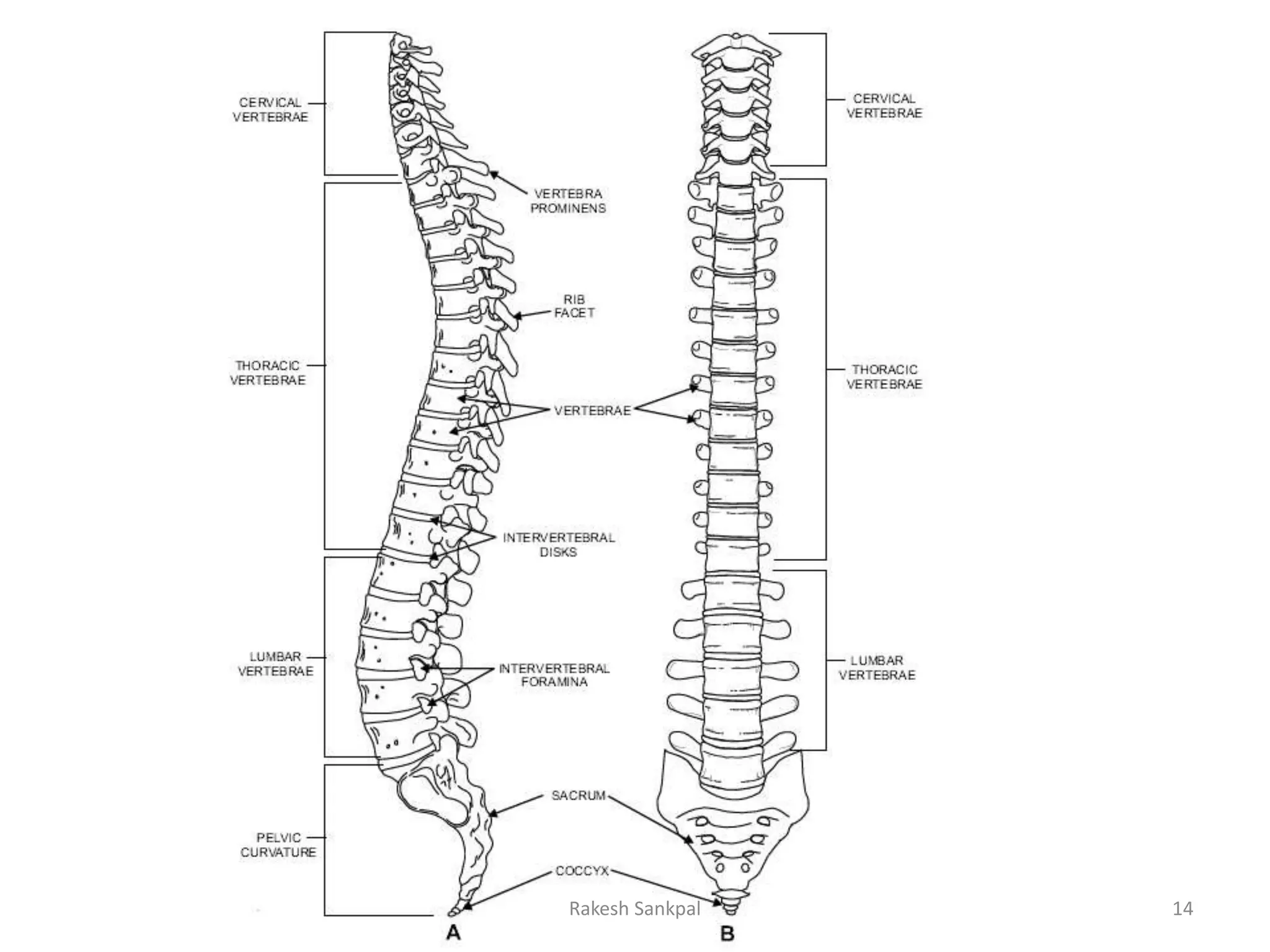 The spine anatomy | PPTX