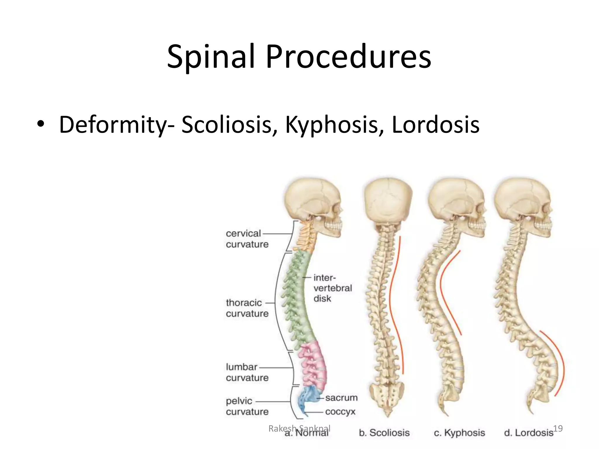 The spine anatomy | PPTX
