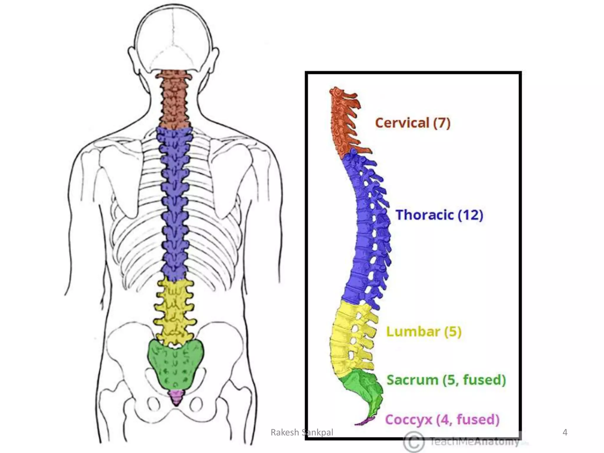 The spine anatomy | PPTX