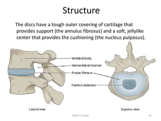 The spine anatomy | PPTX