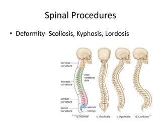 The spine anatomy | PPTX