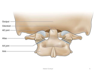 The spine anatomy | PPTX