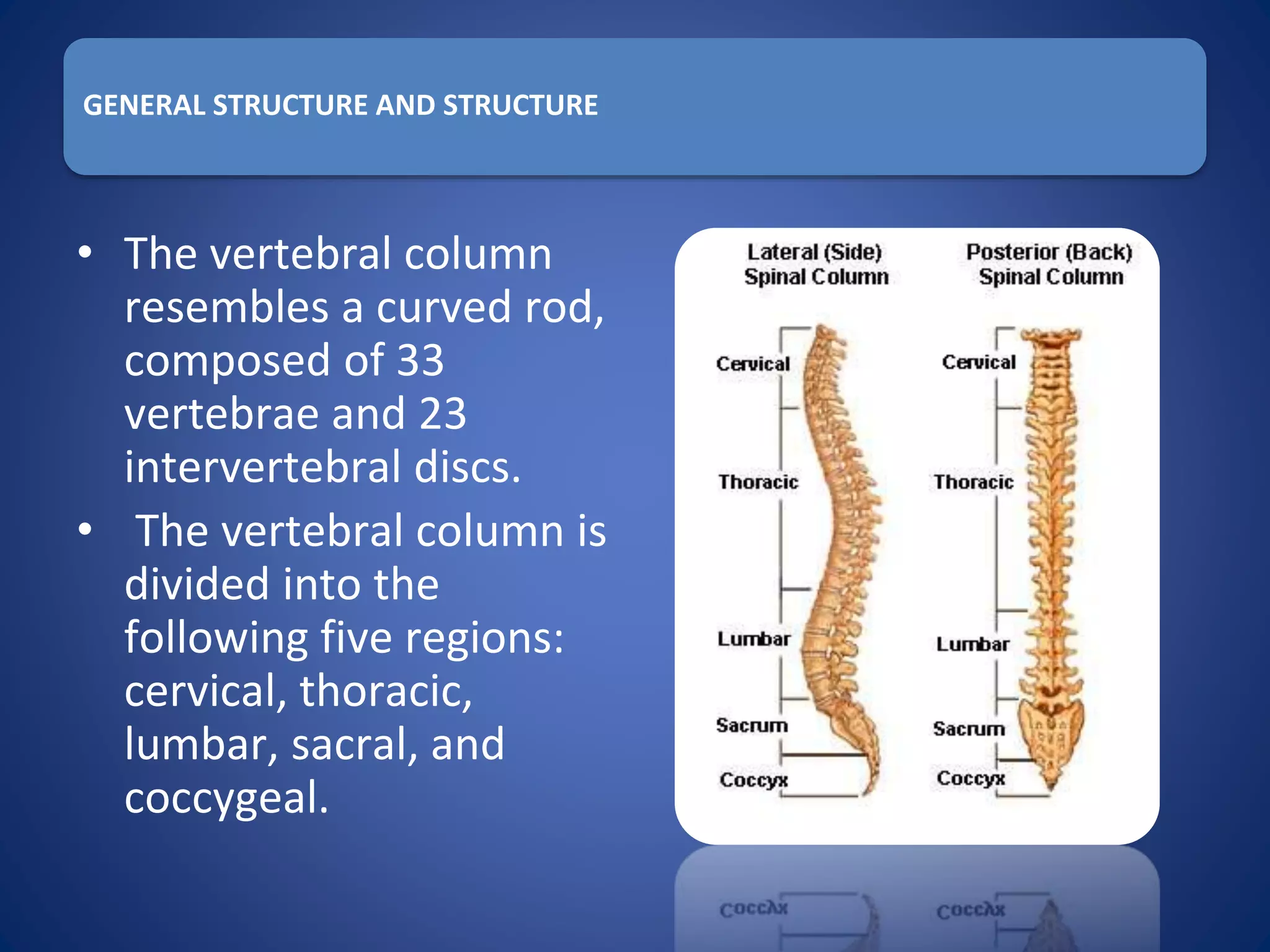THE SPINE (cervical spine) | PPTX