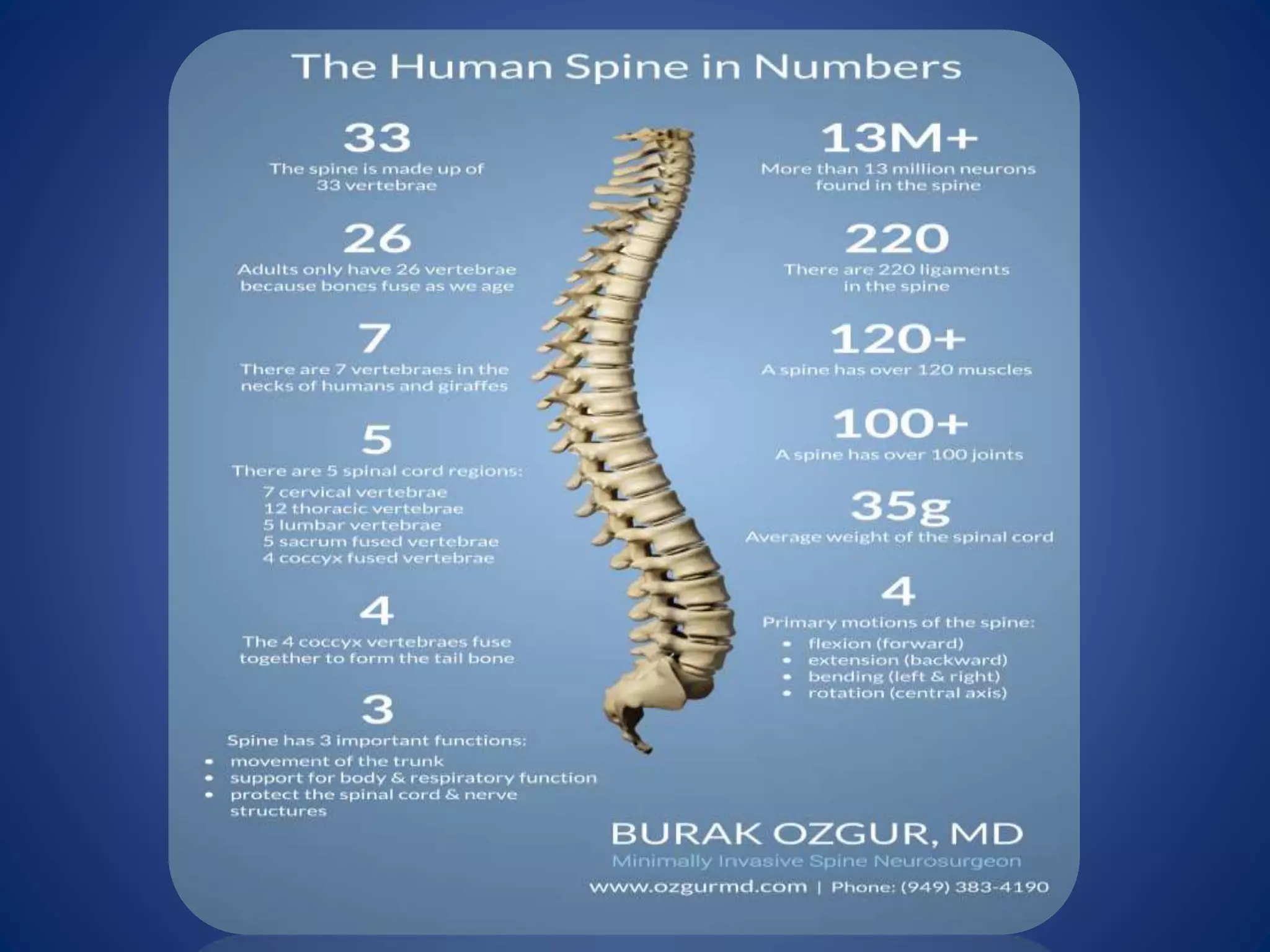 THE SPINE (cervical spine) | PPTX