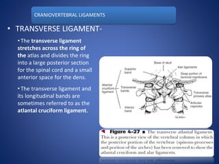 THE SPINE (cervical spine) | PPTX | Death, Injury, or Military Conflict ...