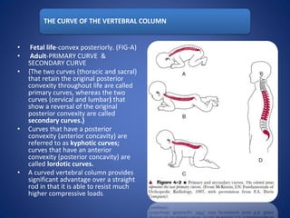 THE SPINE (cervical spine) | PPTX | Death, Injury, or Military Conflict ...