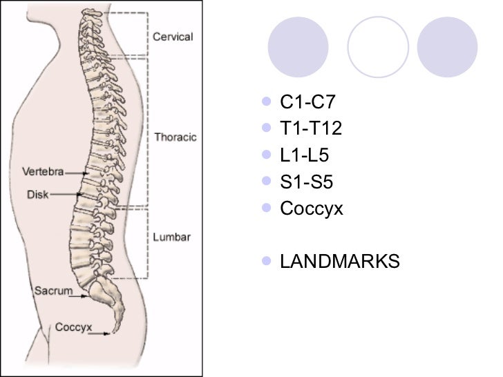 The spine & spinal cord