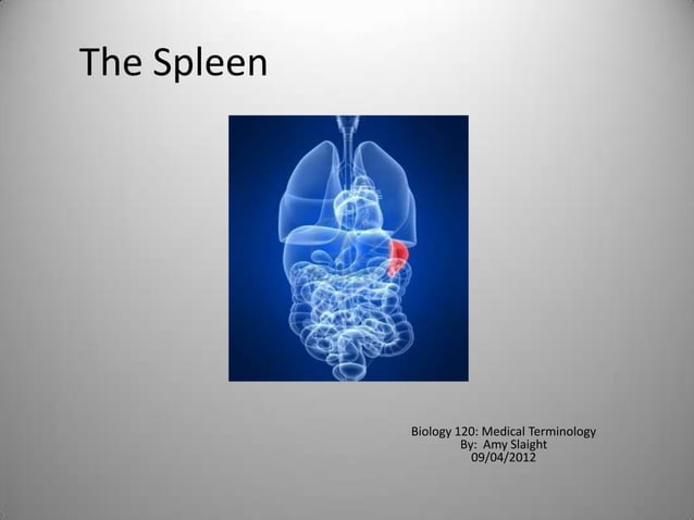 The Spleen | PPT
