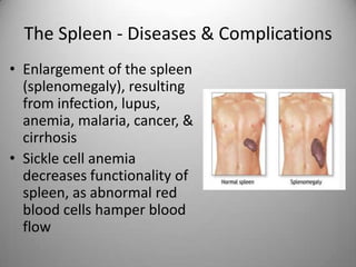The Spleen | PPTX