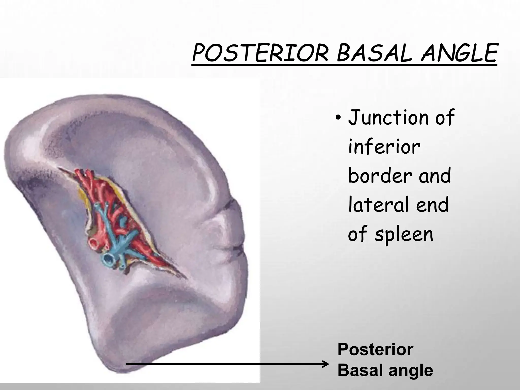 the anatomy of spleen avery good read.pptx