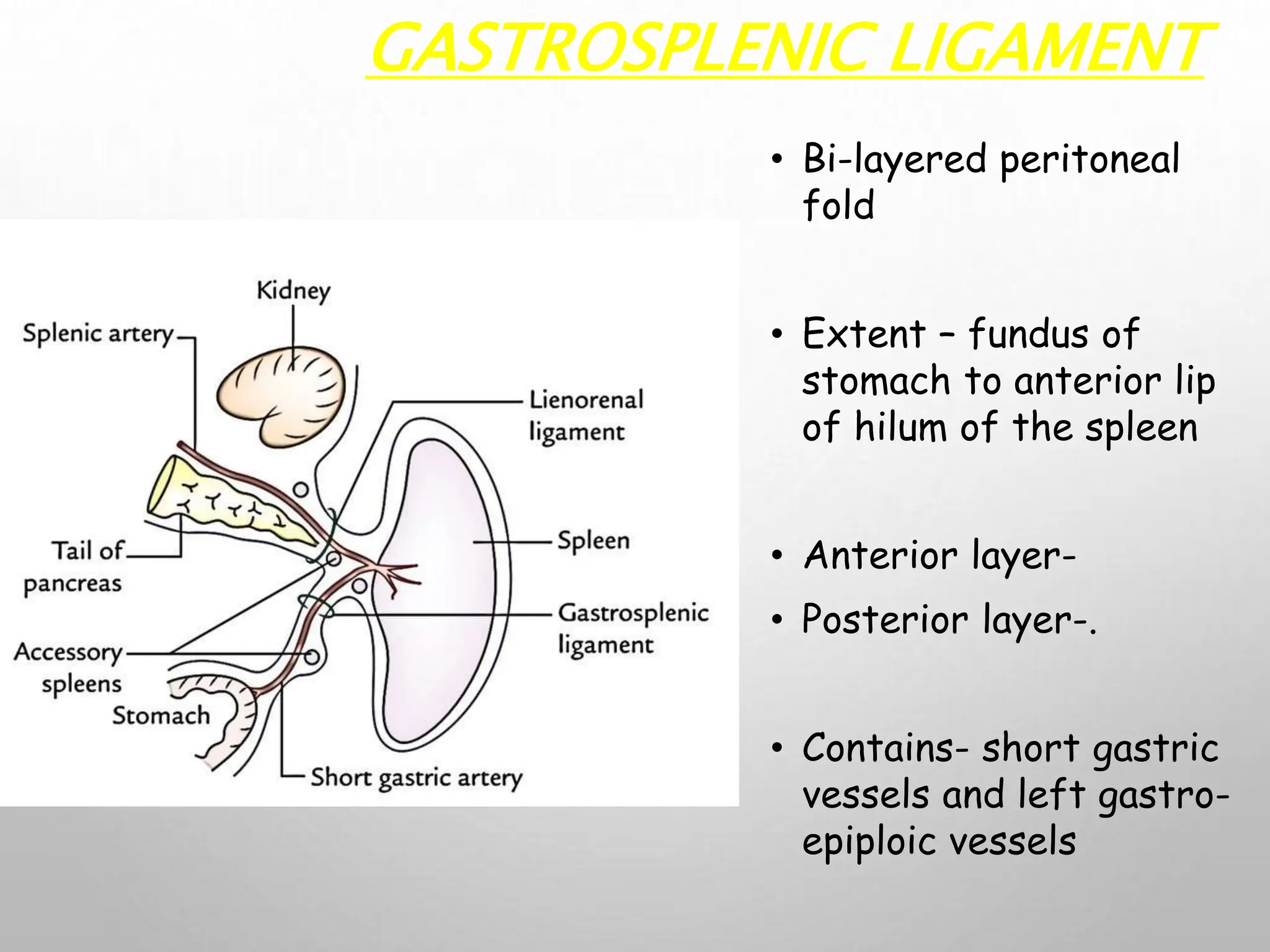 the anatomy of spleen avery good read.pptx