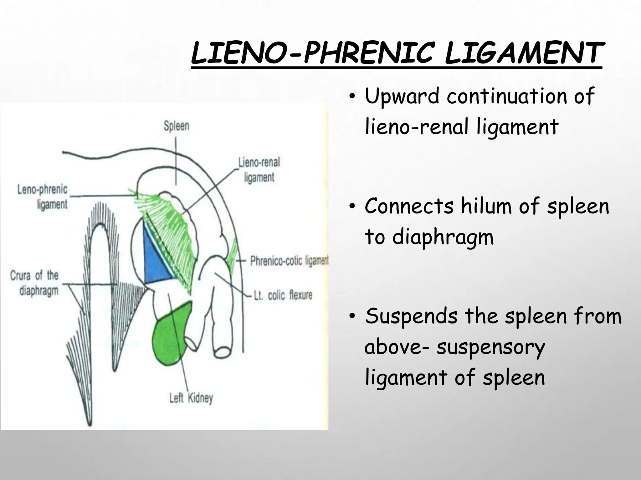 the anatomy of spleen avery good read.pptx