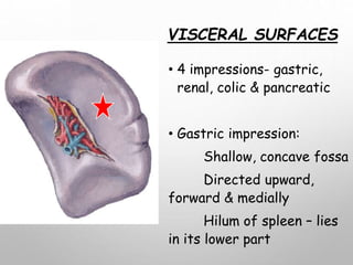 the anatomy of spleen avery good read.pptx