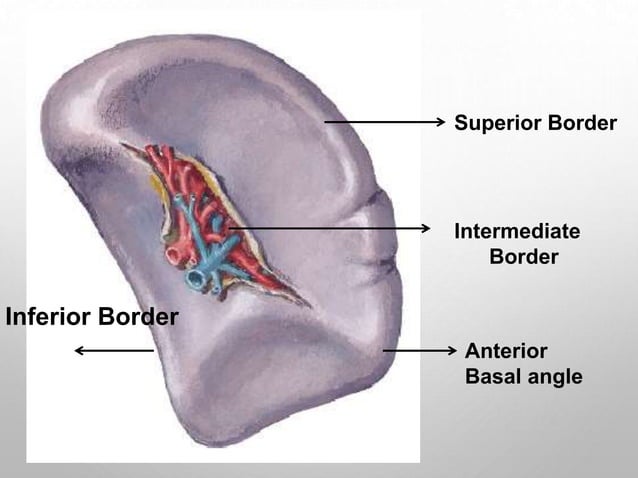 the anatomy of spleen avery good read.pptx