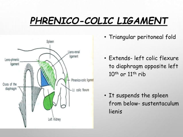 the anatomy of spleen avery good read.pptx