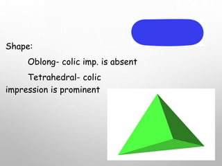 the anatomy of spleen avery good read.pptx
