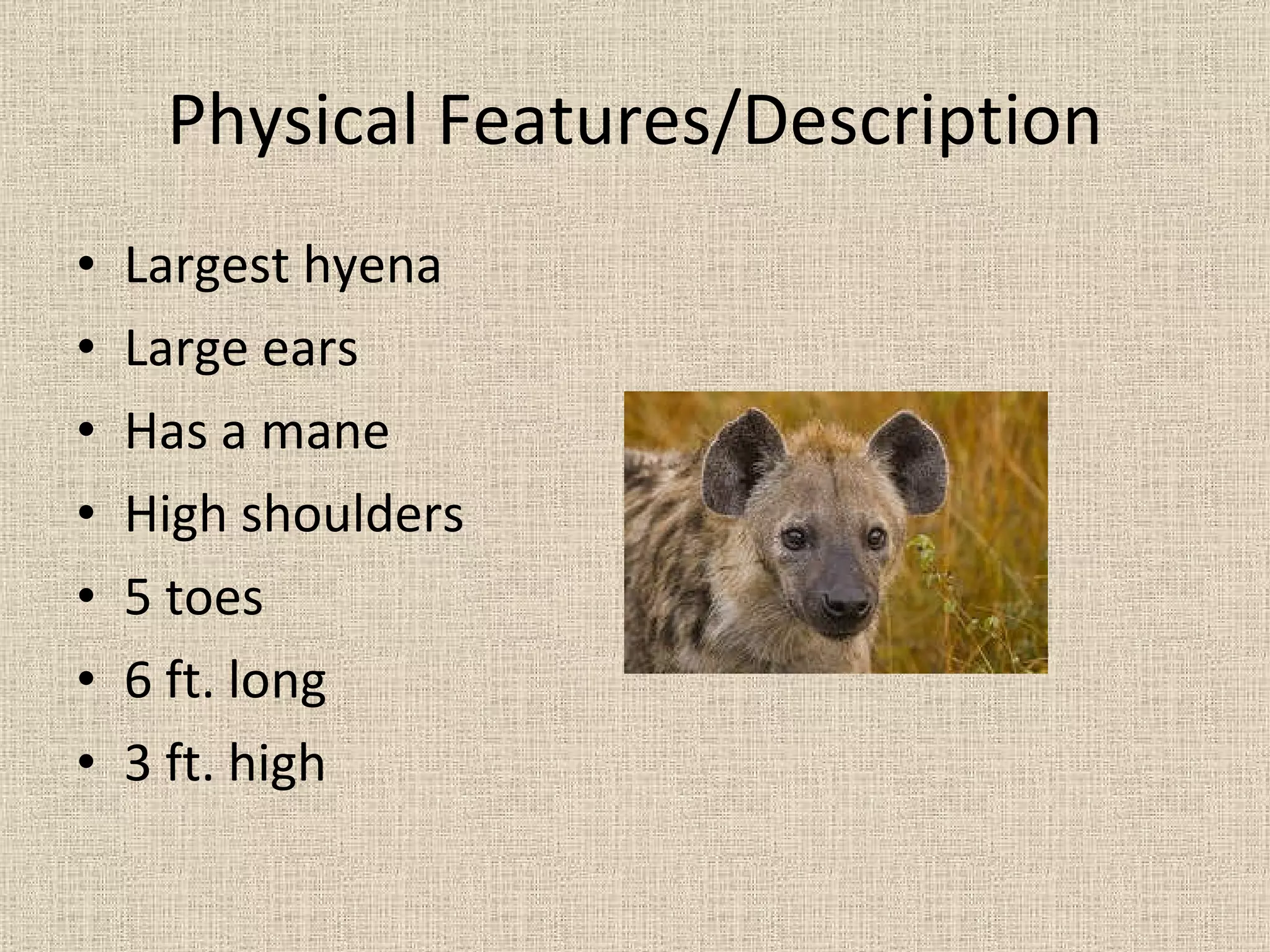 The spotted hyena | PPT