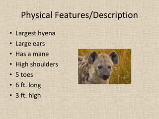 The spotted hyena | PPT