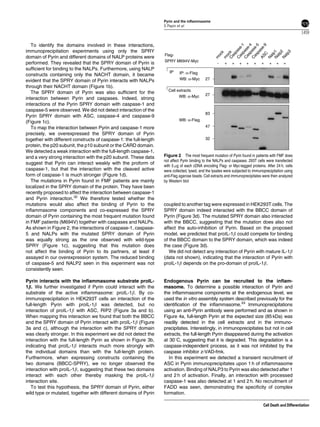 The SPRY domain of pyrin, mutated in familial mediterranean fever | PDF