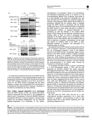 The SPRY domain of pyrin, mutated in familial mediterranean fever | PDF