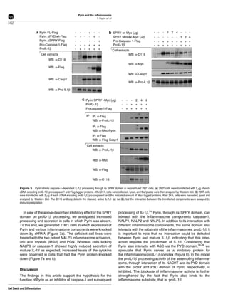 The SPRY domain of pyrin, mutated in familial mediterranean fever | PDF