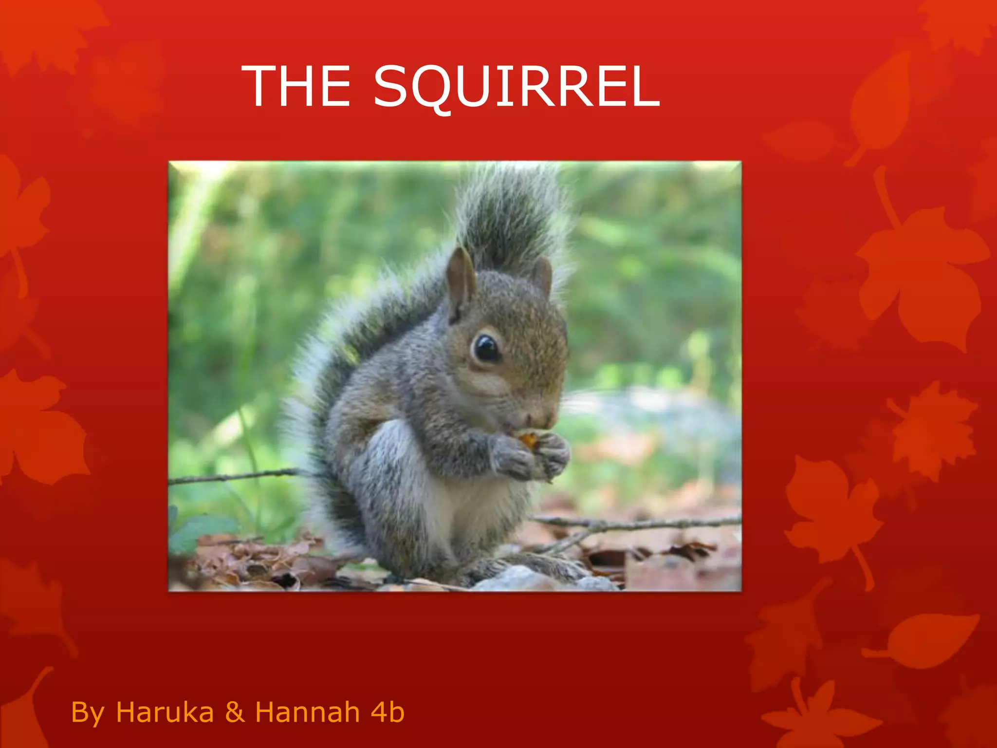 The squirrel | PPTX