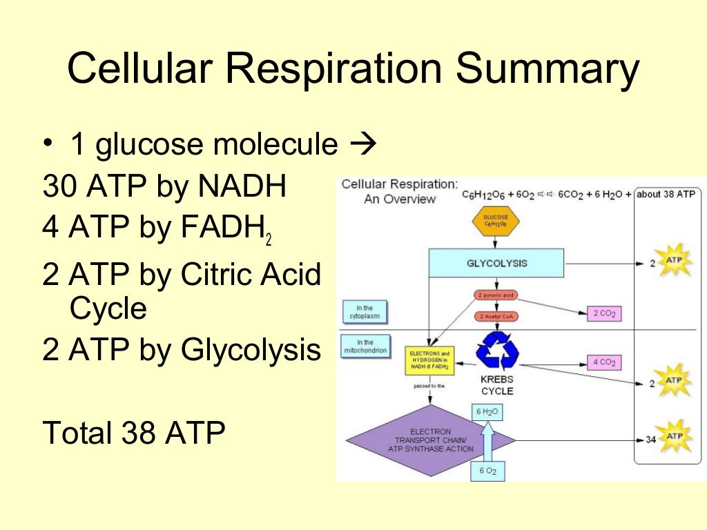 AP Biology - The stages of cellular respiration, Ch. 7