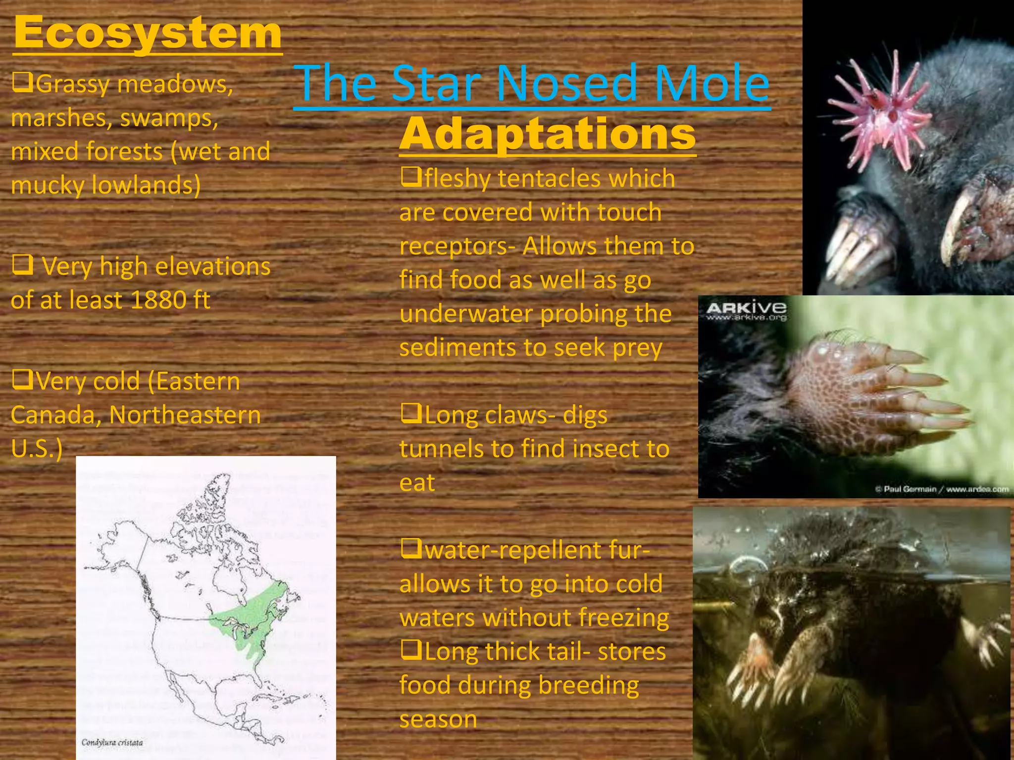 The star nosed mole coleman | PPTX | Geography | Science
