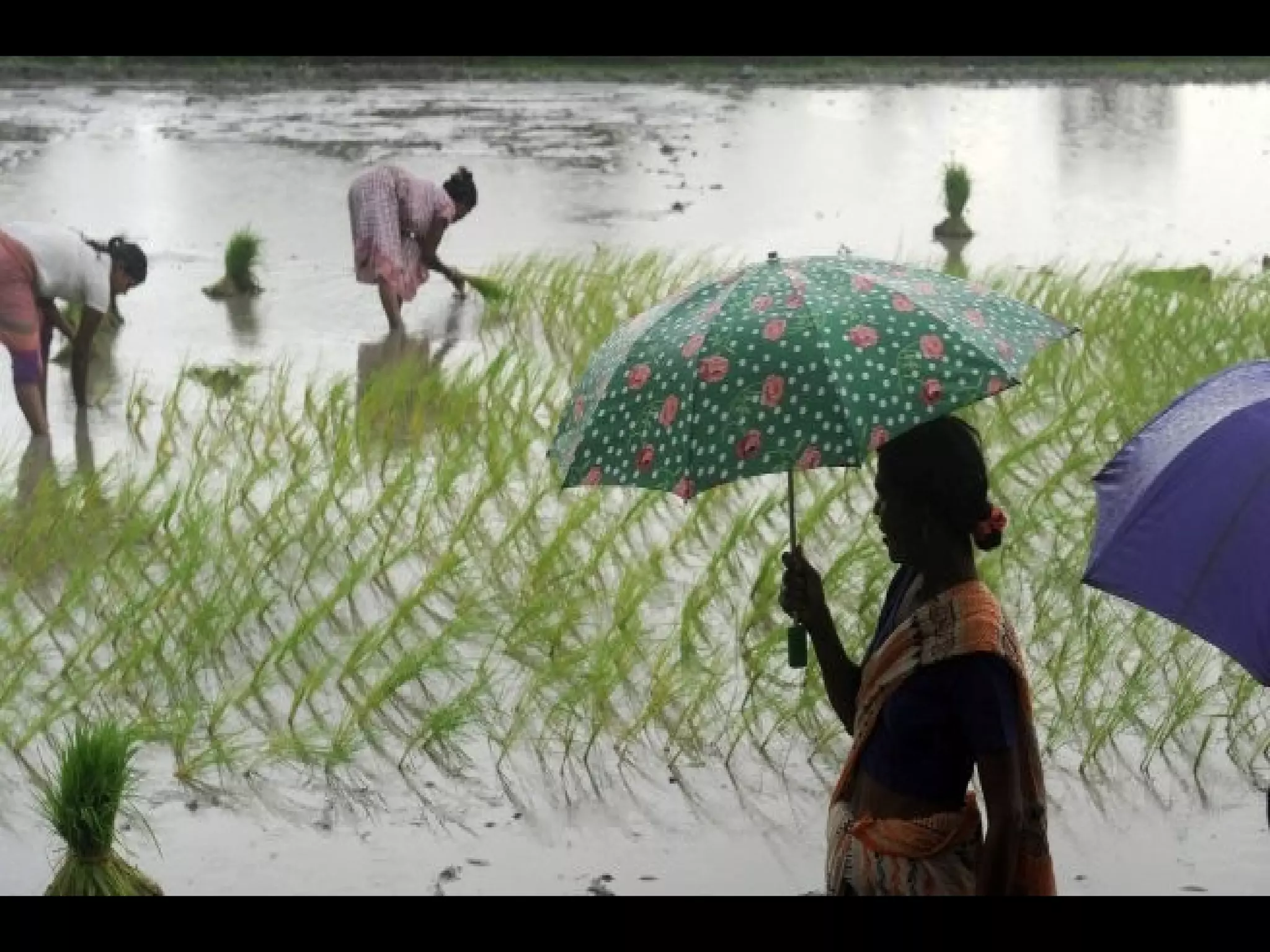 The Start of the Monsoon Season | PPS