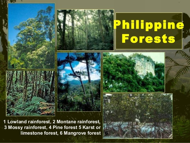 The State of the Philippine Environment