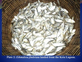 The status of fish angela | PPT