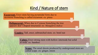 THE STEM - Copy.pptx
