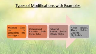 THE STEM - Copy.pptx
