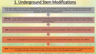 THE STEM - Copy.pptx