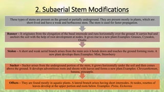 THE STEM - Copy.pptx