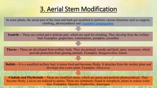 THE STEM - Copy.pptx