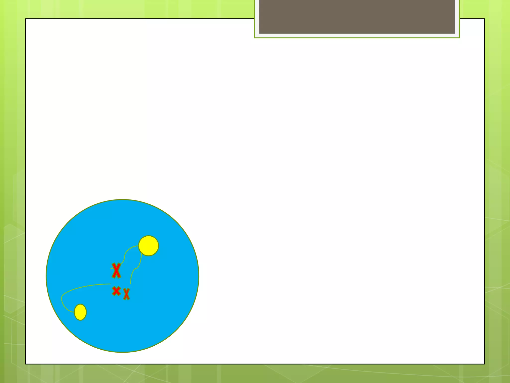 The steps of mitosis | PPTX