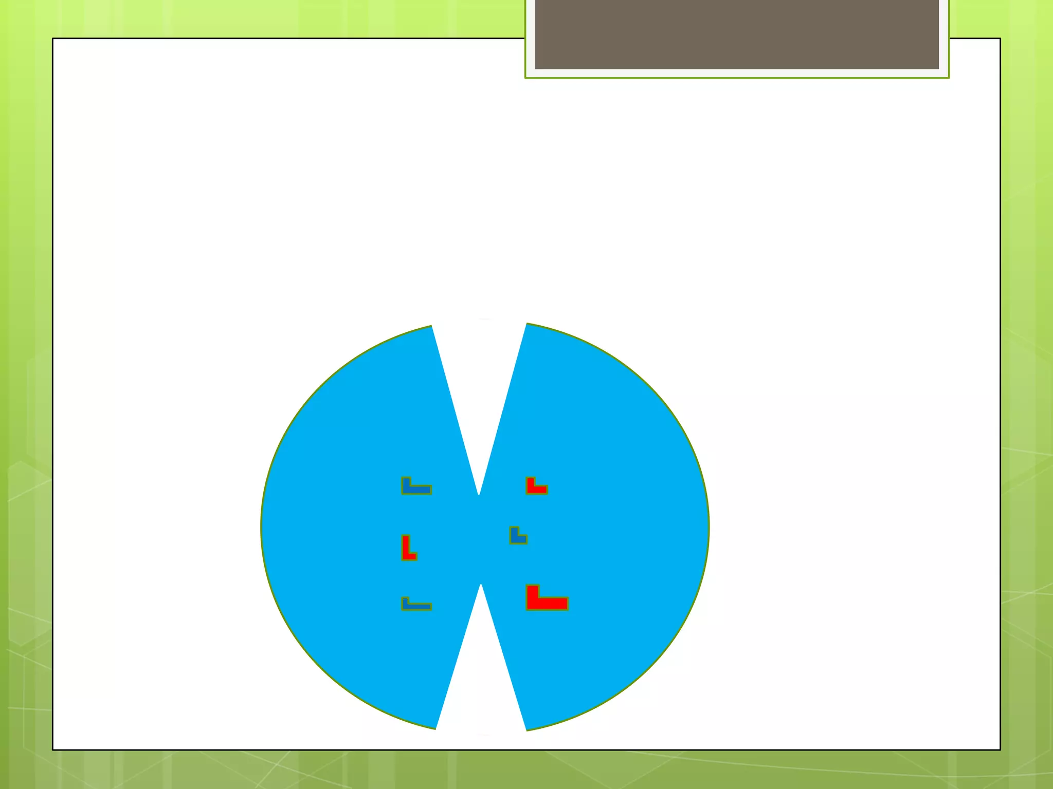 The steps of mitosis | PPTX