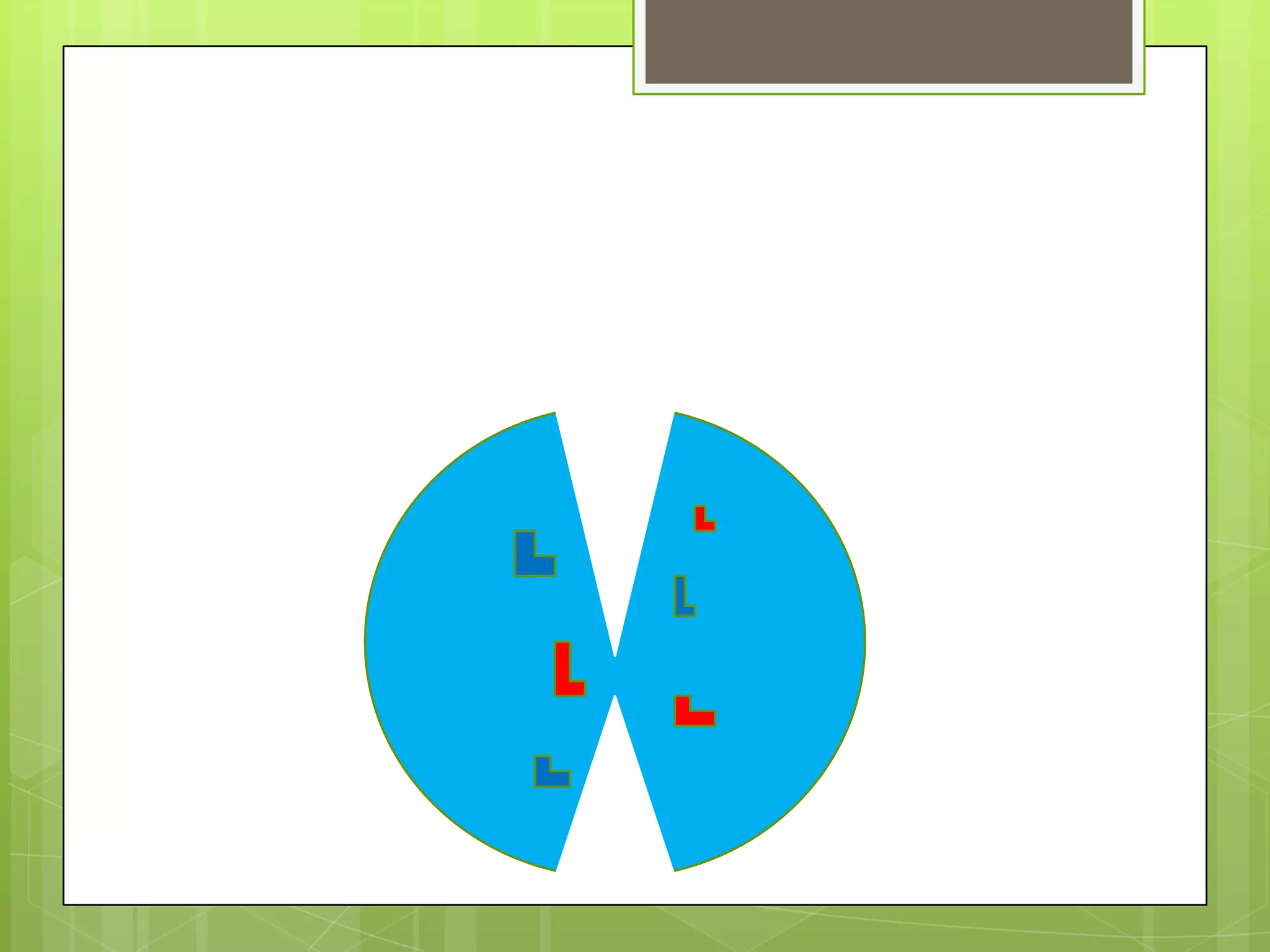 The steps of mitosis | PPTX