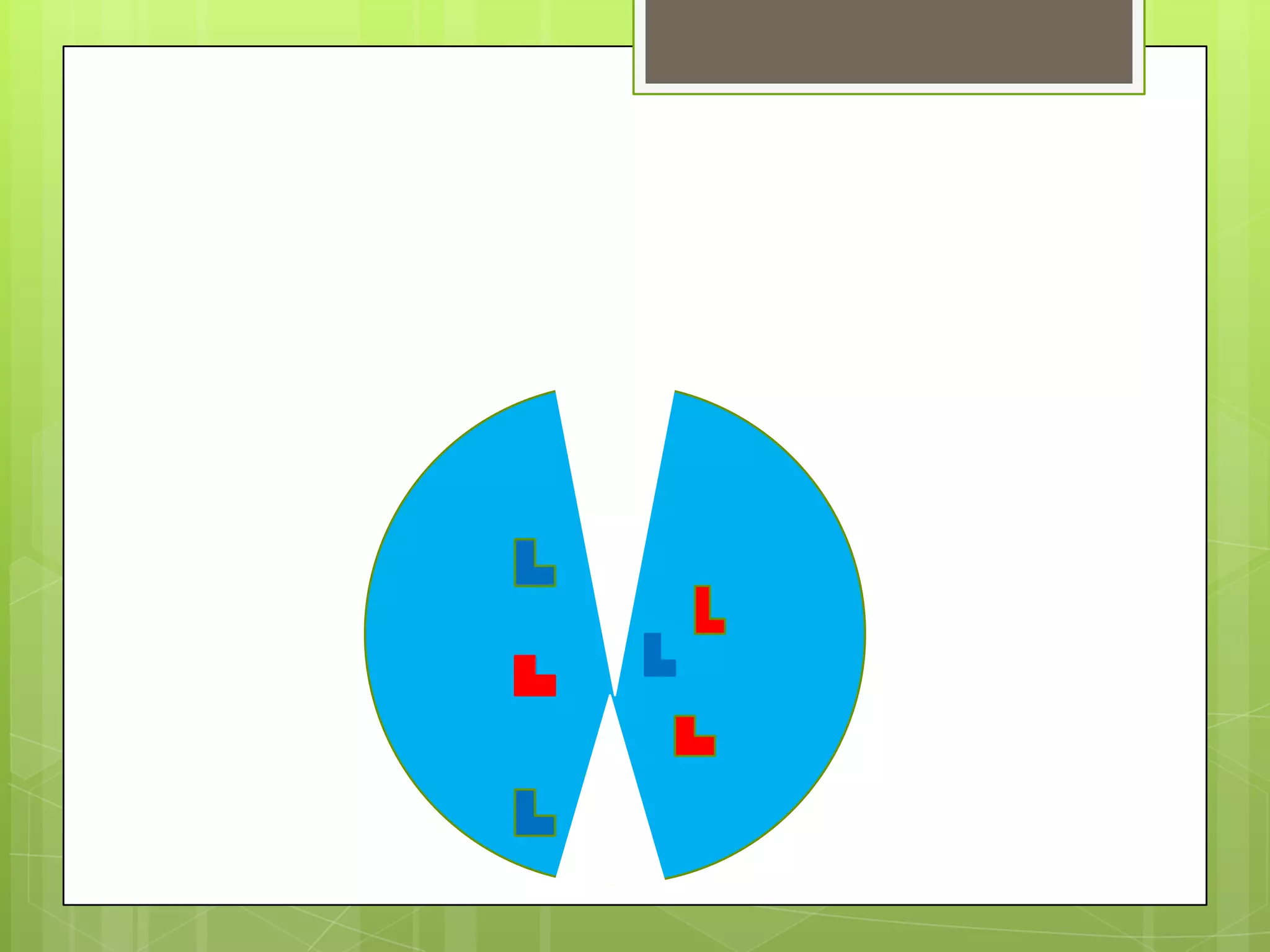 The steps of mitosis | PPTX