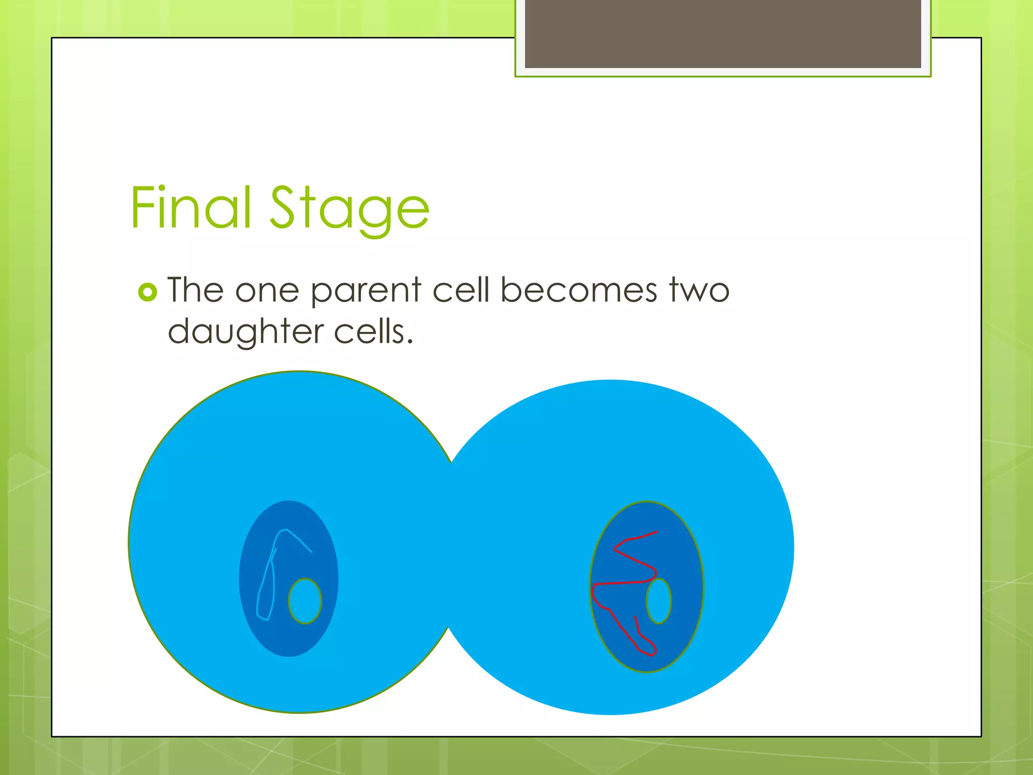 The steps of mitosis | PPTX