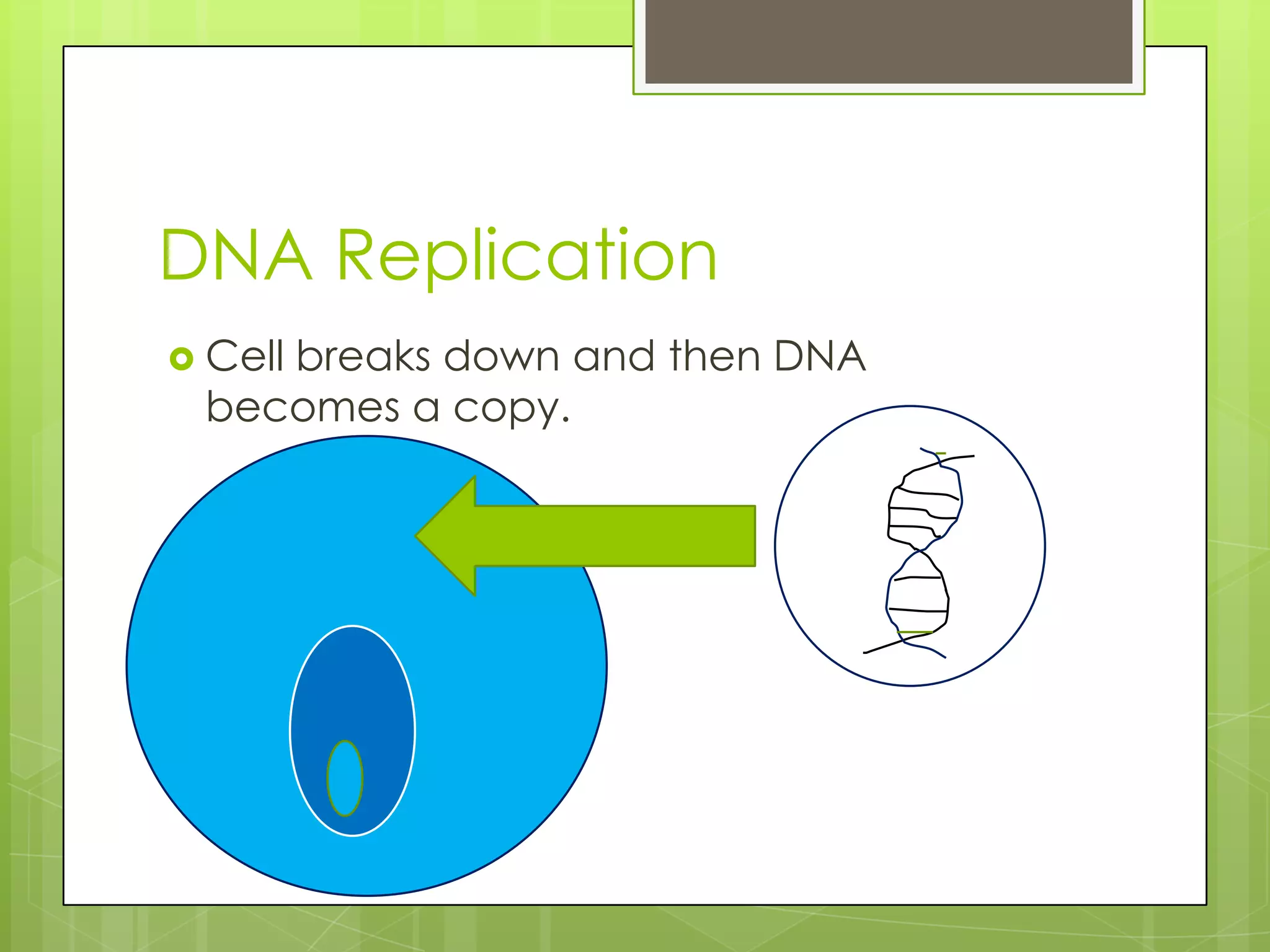 The steps of mitosis | PPTX