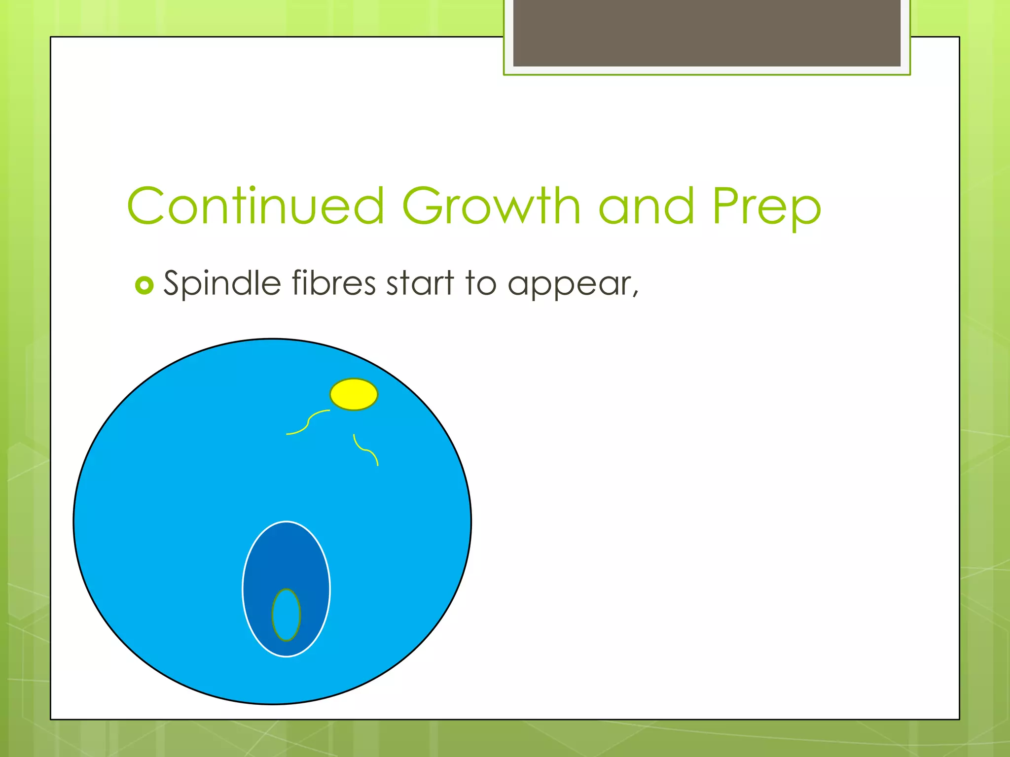 The steps of mitosis | PPTX