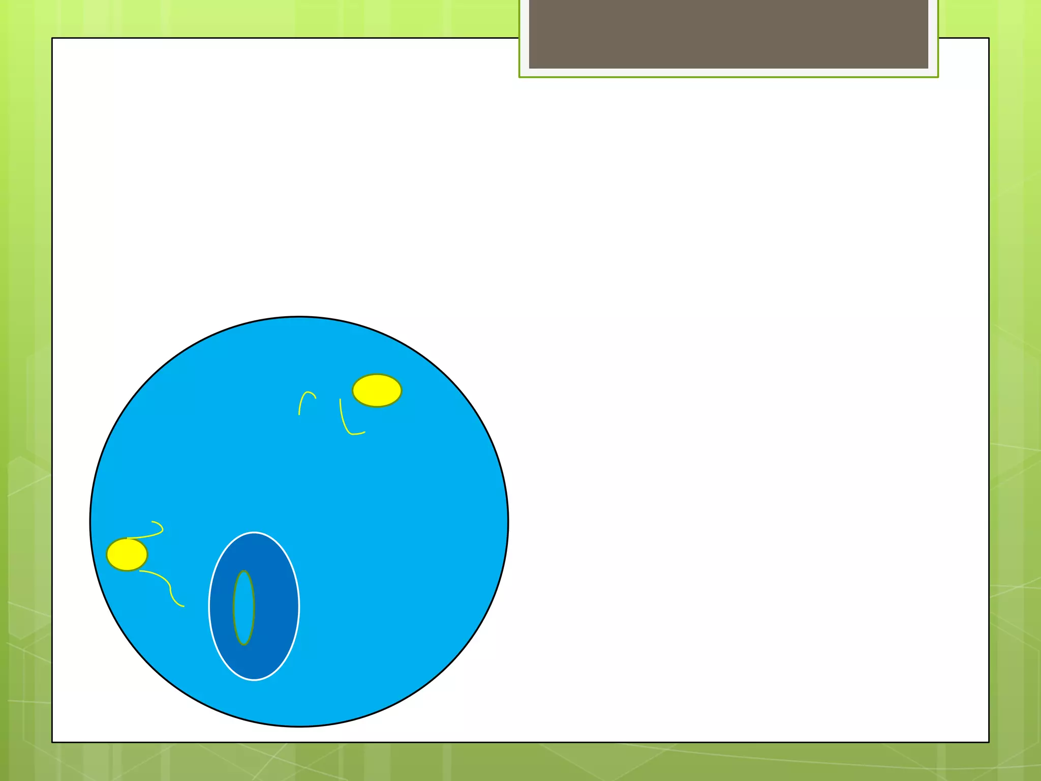 The steps of mitosis | PPTX