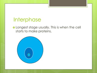 The steps of mitosis | PPTX