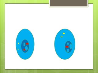 The steps of mitosis | PPTX