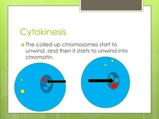 The steps of mitosis | PPTX